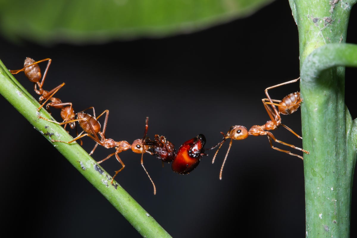 Collection and Identification of Ants around the A.M.U. Campus Aligarh ...